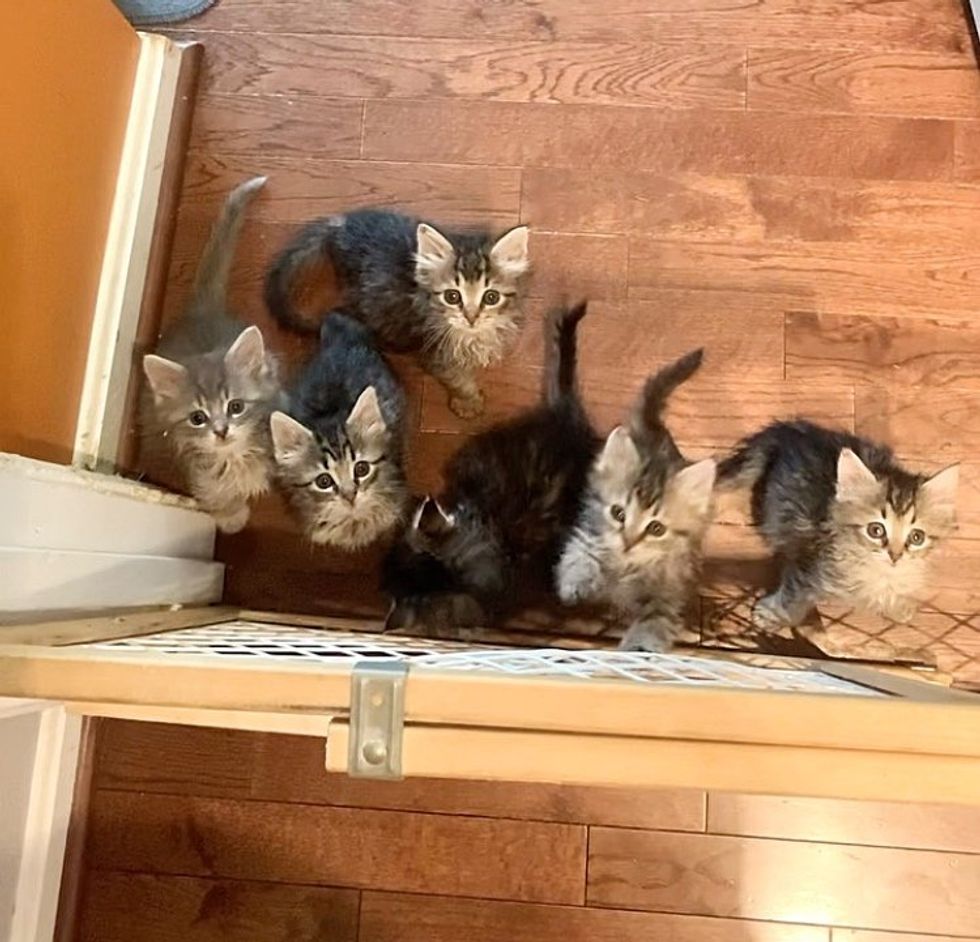 Cat Entrusts Kind People with 6 Kittens So She Can Enjoy What She's ...