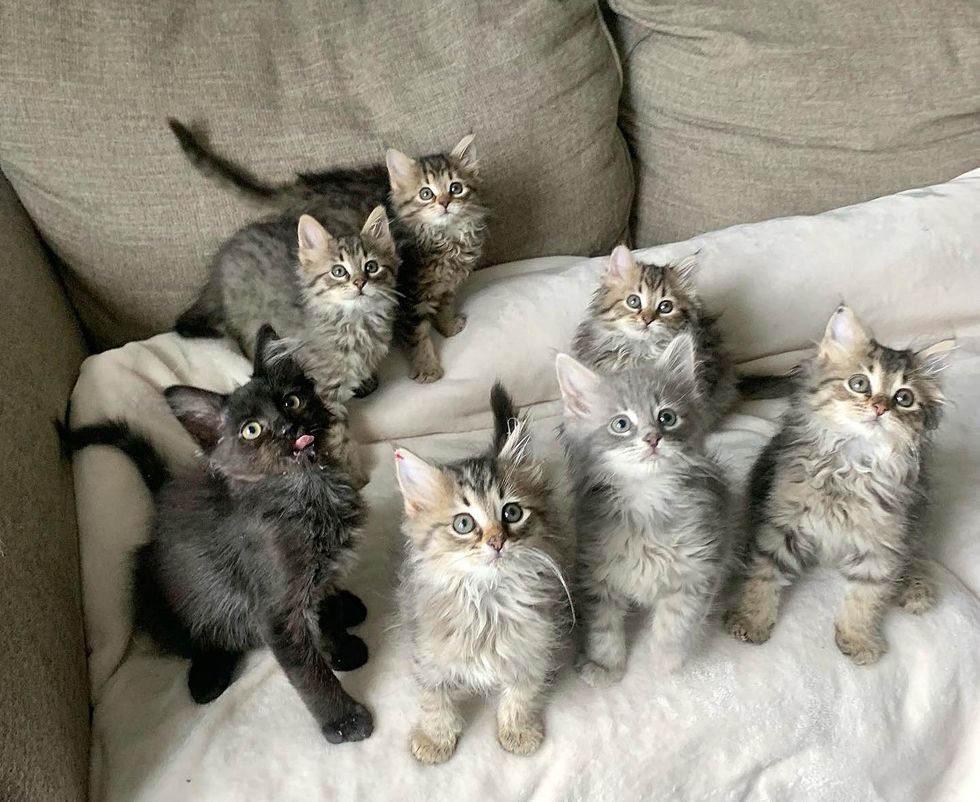 Cat Entrusts Kind People with 6 Kittens So She Can Enjoy What She's ...