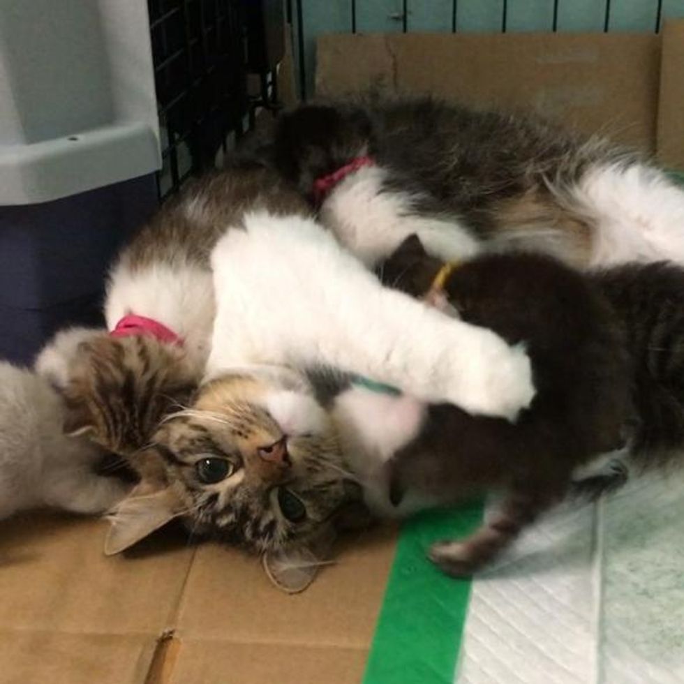 Cat Saves 9 Orphaned Kittens the Same Way She Was Saved By a Husky ...