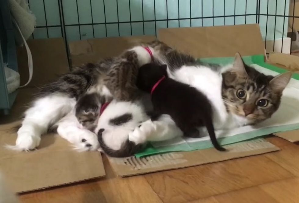 Cat Saves 9 Orphaned Kittens the Same Way She Was Saved By a Husky ...