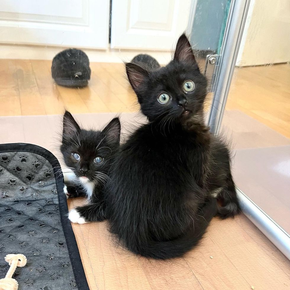 Kitten Looks as if He Has 'Ocean' in His Eyes, Starting to See Clearly ...