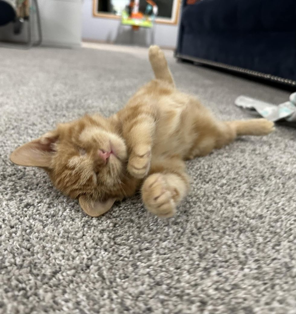 Kitten Clings to Family Cat and Shadows Him Everywhere, Getting Himself ...