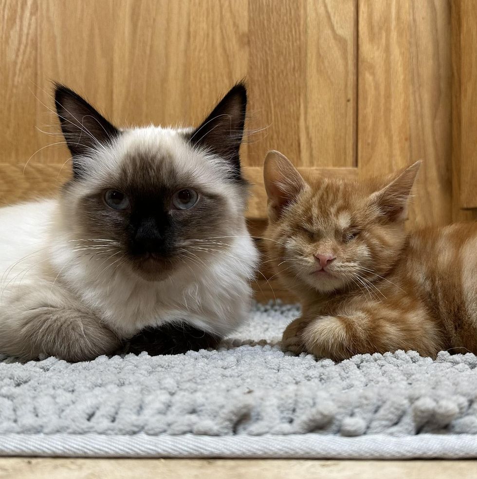 Kitten Clings to Family Cat and Shadows Him Everywhere, Getting Himself ...