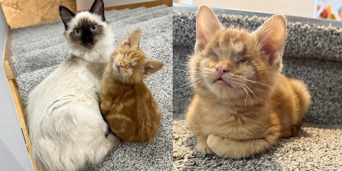 Kitten Clings to Family Cat and Shadows Him Everywhere, Getting Himself ...