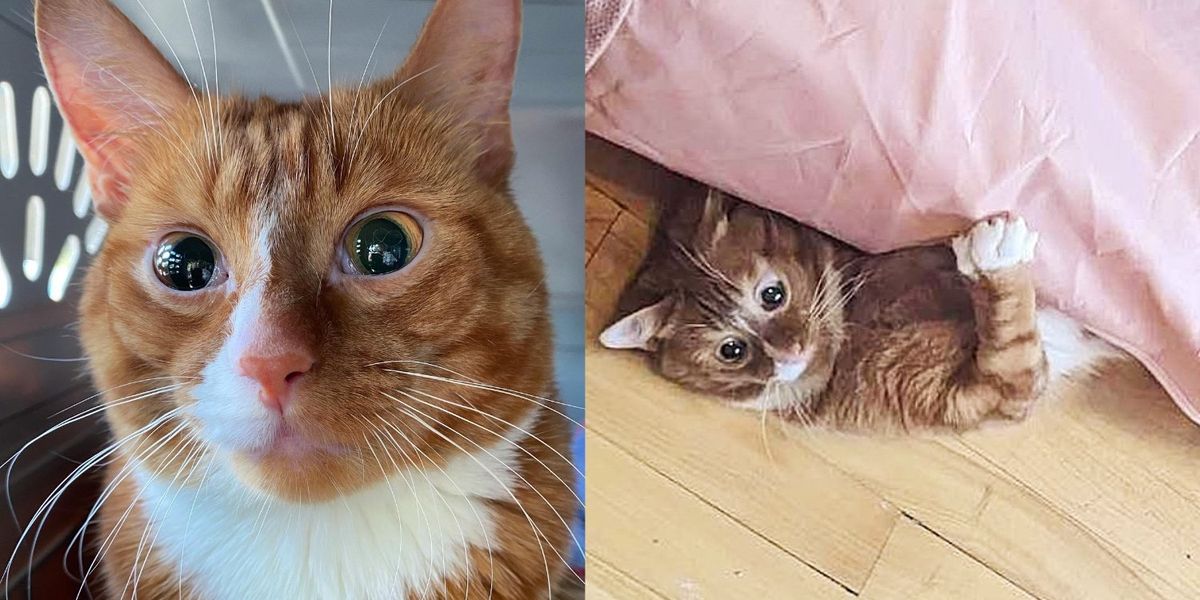 Woman Finds Cat Near Busy Street Asking for Help and Changes His Life ...