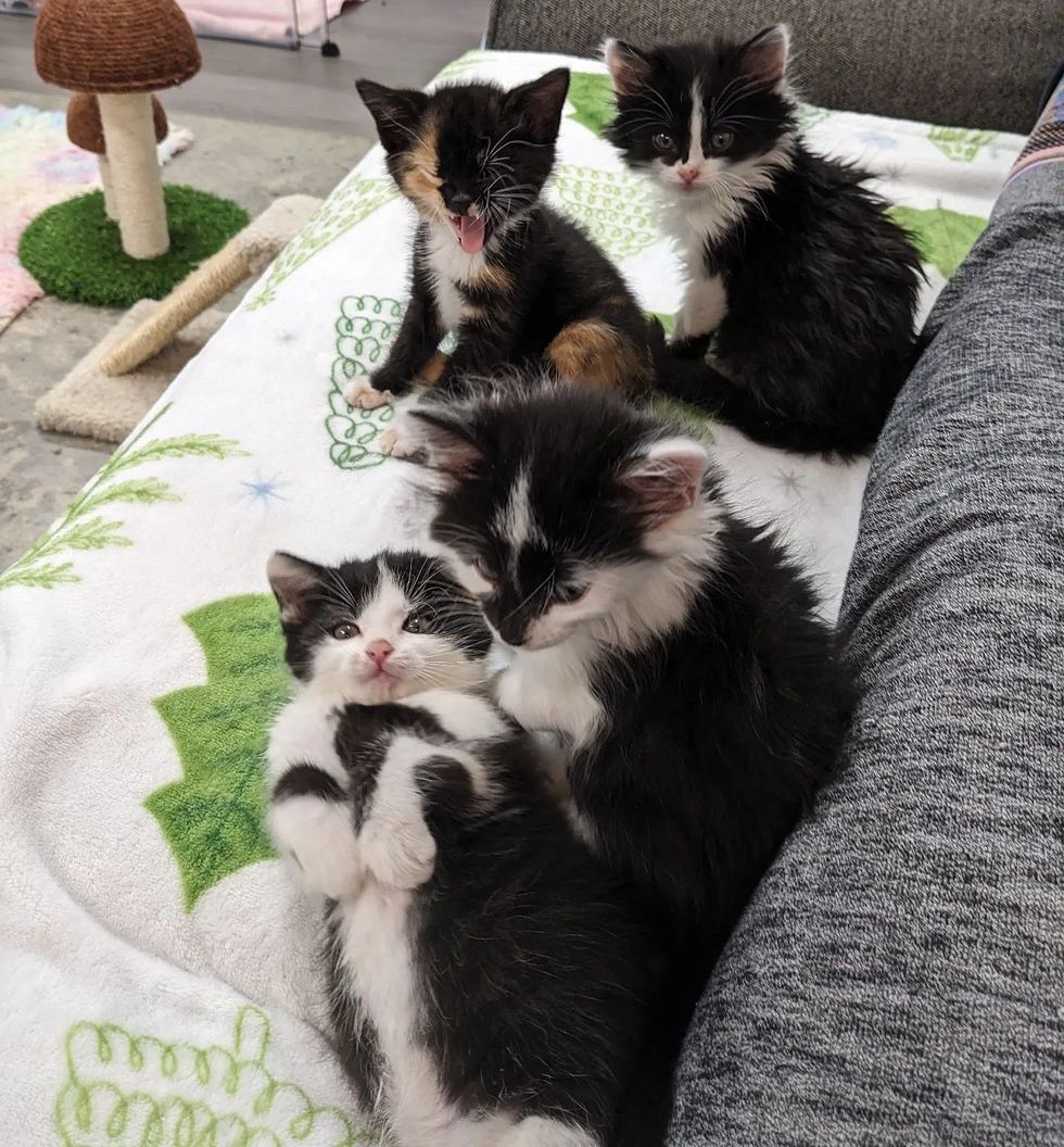Five Kittens Come into Family's Home for a New Start, with Two of the ...