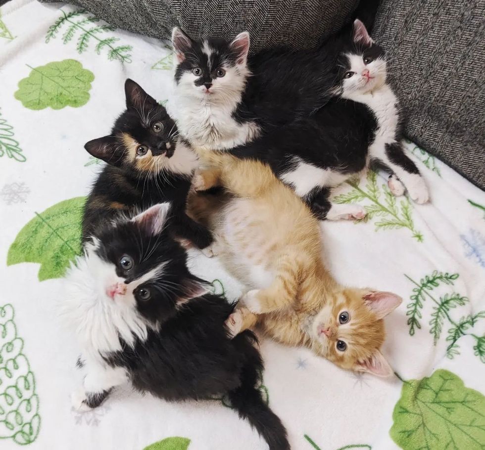 Five Kittens Come into Family's Home for a New Start, with Two of the ...