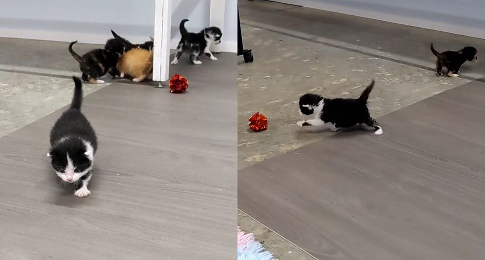 Five Kittens Come into Family's Home for a New Start, with Two of the ...