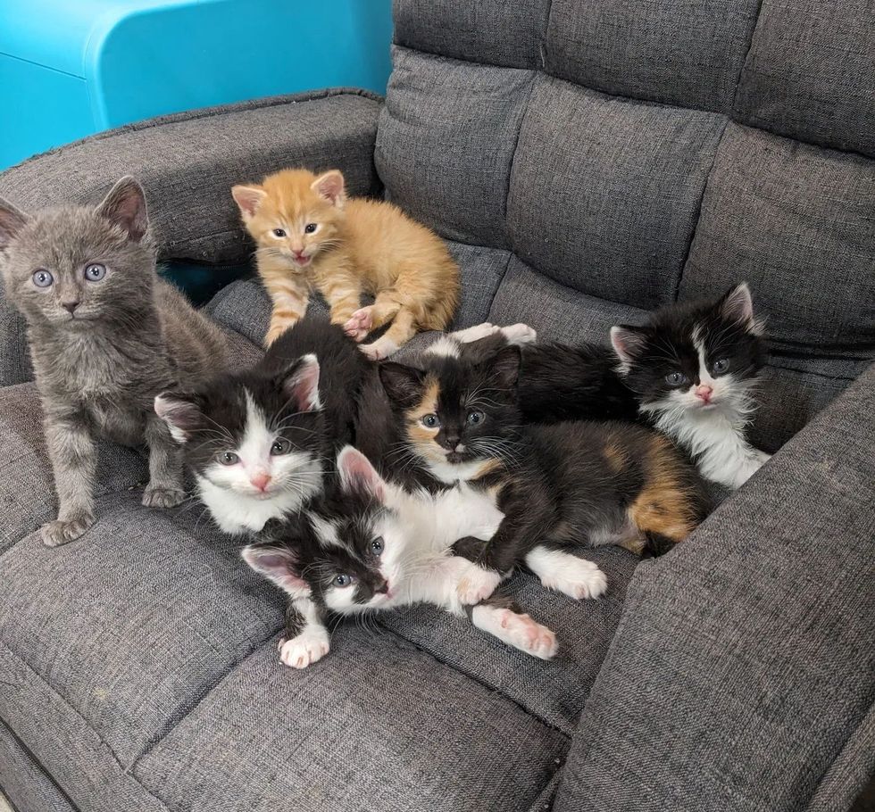 Five Kittens Come into Family's Home for a New Start, with Two of the ...