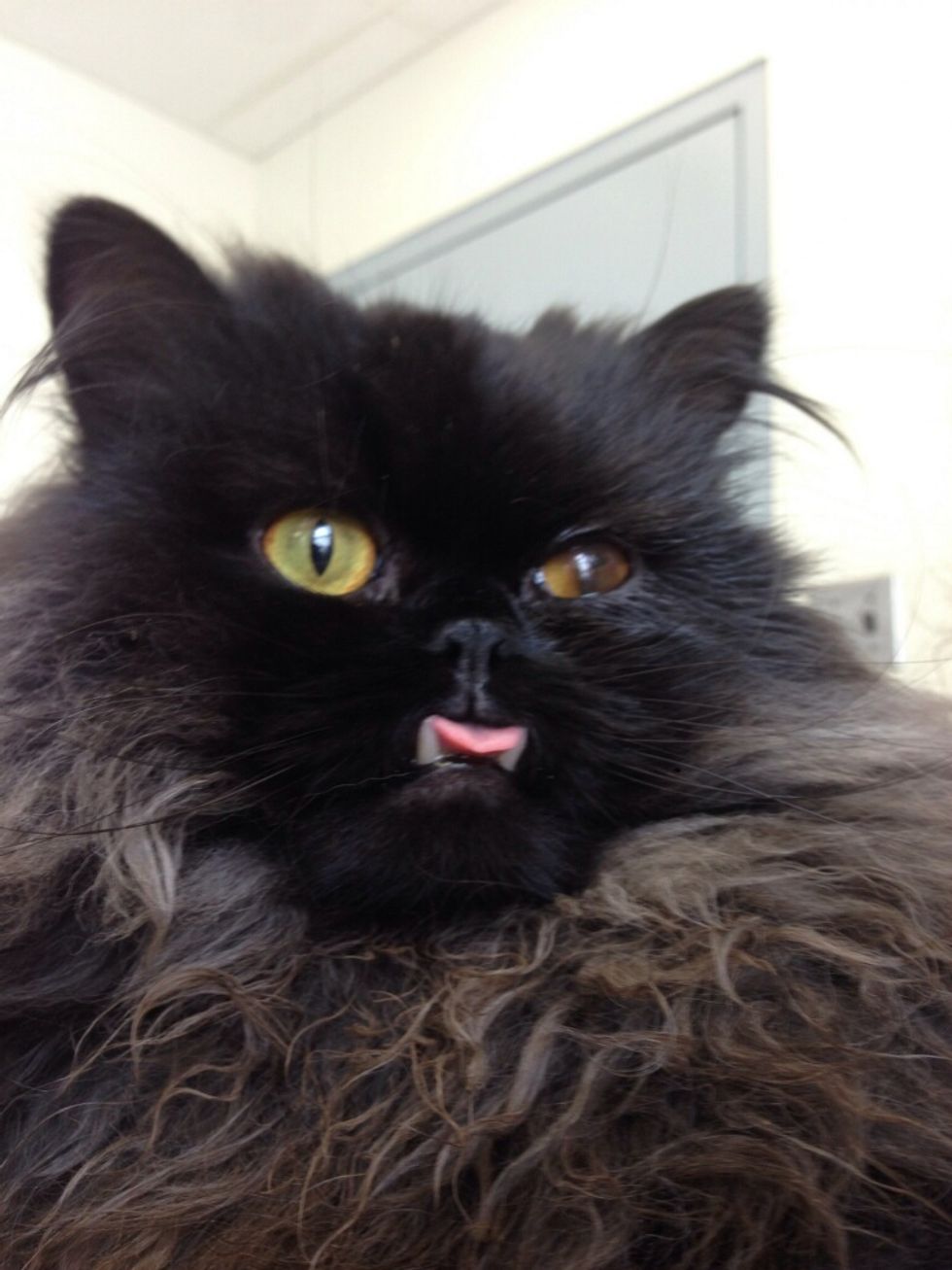 Cat with an Underbite and a Wink is Saved by Vet from Death Row - Love Meow