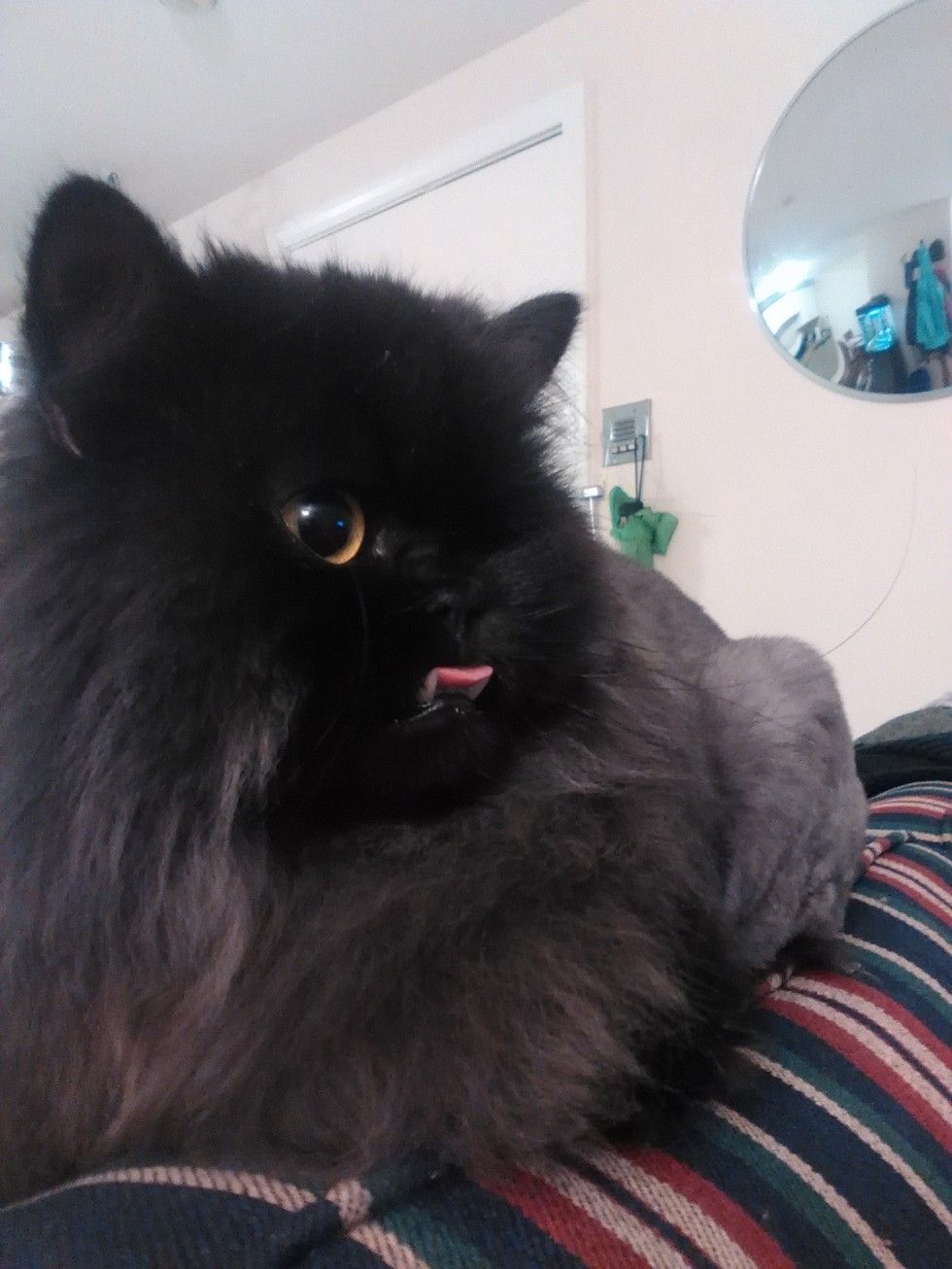 Cat with an Underbite and a Wink is Saved by Vet from Death Row - Love Meow