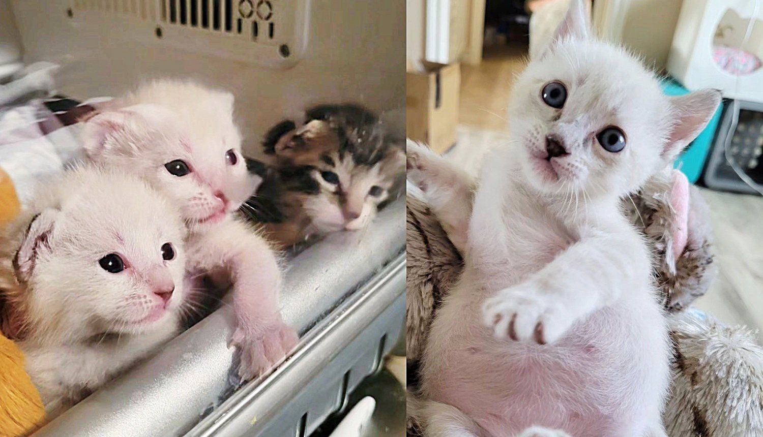Kittens Arrived in a Bucket as a Huddled Mass, in a Few Weeks, Turned ...