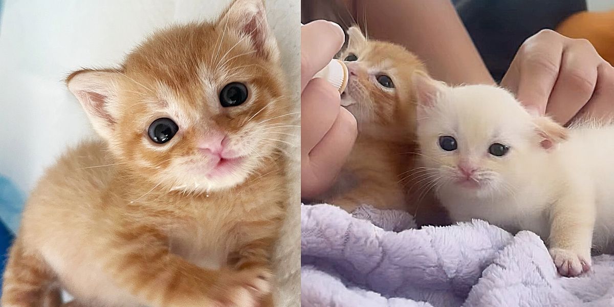 Kittens Left in a Box Behind a House, One Wouldn't Go Far Without the ...