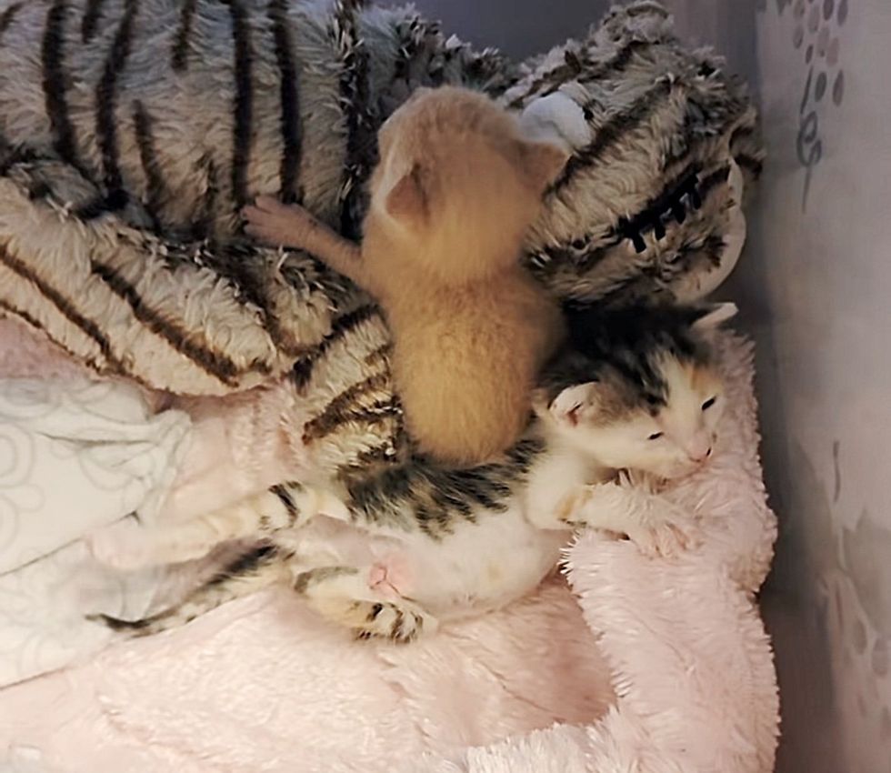Family Takes in Kitten from a Field, 24 Hours Later They End Up with 2 ...