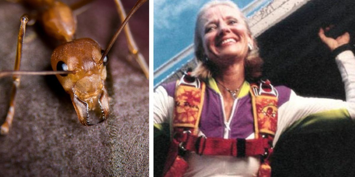 Joan Murray survived skydiving fall because of ant bites - Upworthy
