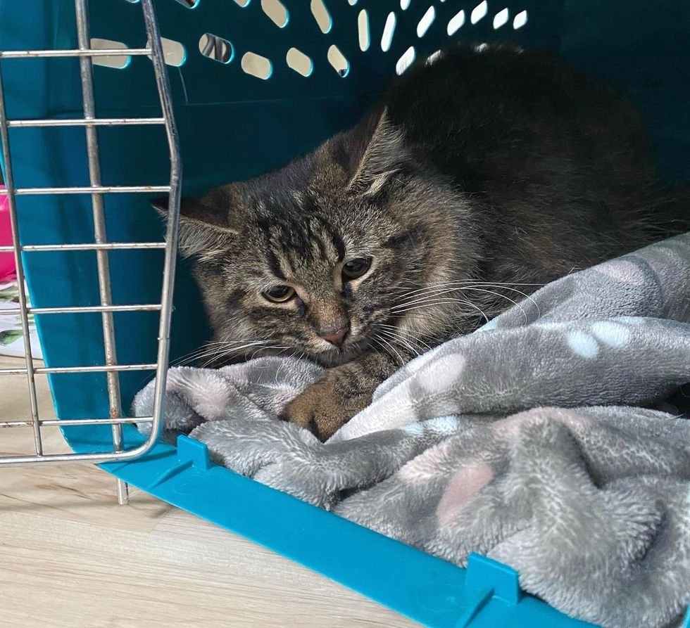 Shy Cat Had Her Dream Come True After a Month in a Kennel, She Feels ...