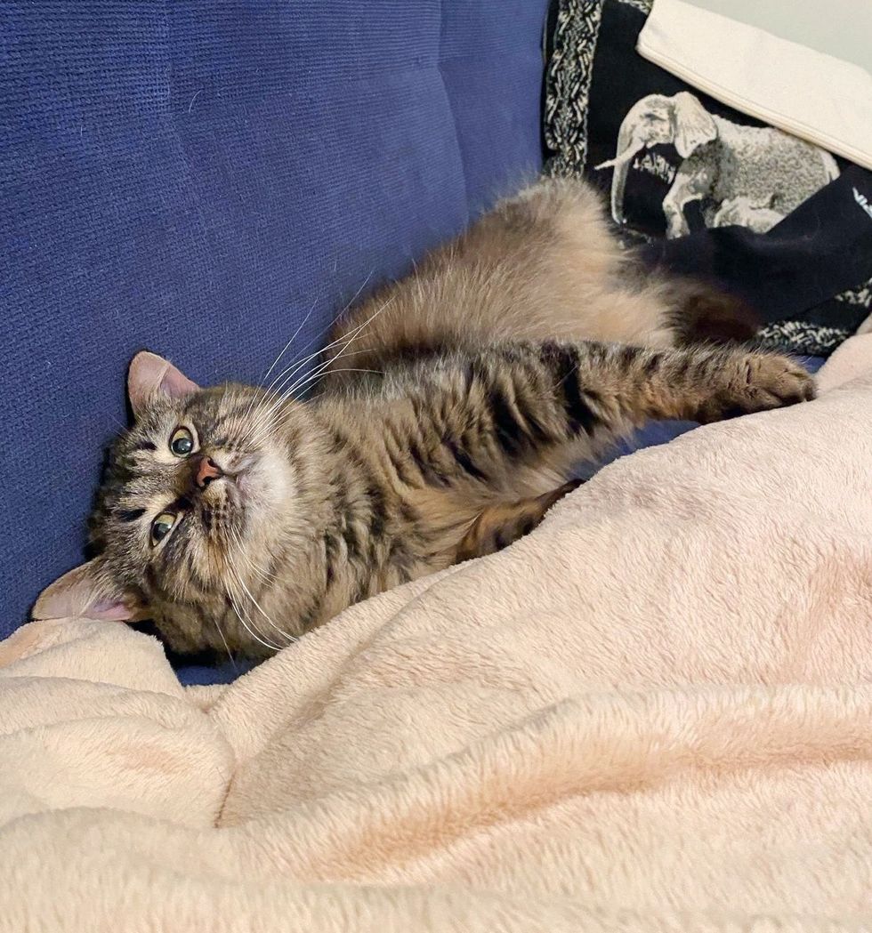 Shy Cat Had Her Dream Come True After a Month in a Kennel, She Feels ...