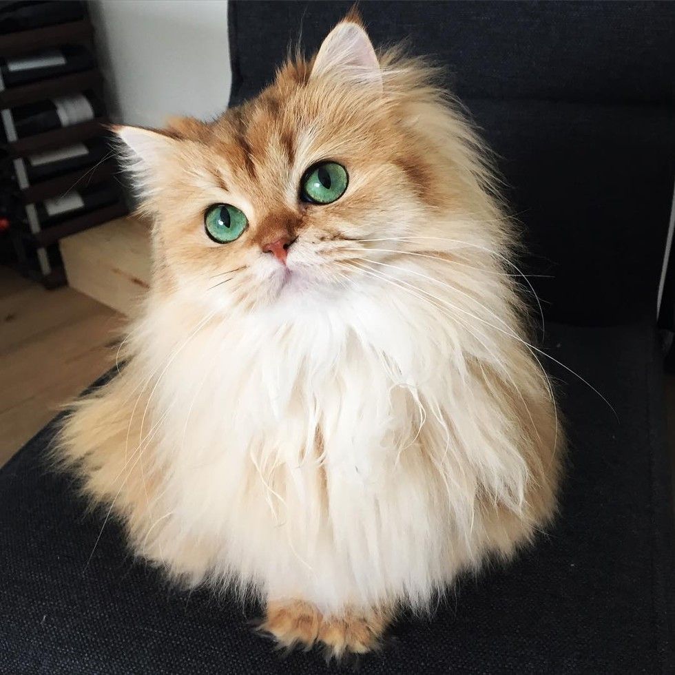 This Magnificently Fluffy Cat Looks Part Fox - Love Meow