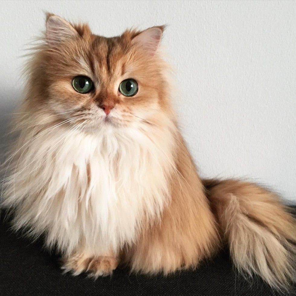 This Magnificently Fluffy Cat Looks Part Fox - Love Meow This Magnificently Fluffy Cat Looks Part Fox - Love Meow