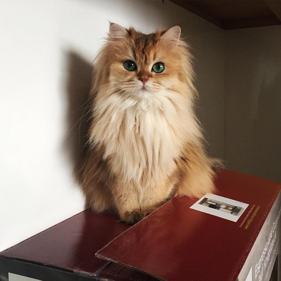 This Magnificently Fluffy Cat Looks Part Fox - Love Meow This Magnificently Fluffy Cat Looks Part Fox - Love Meow