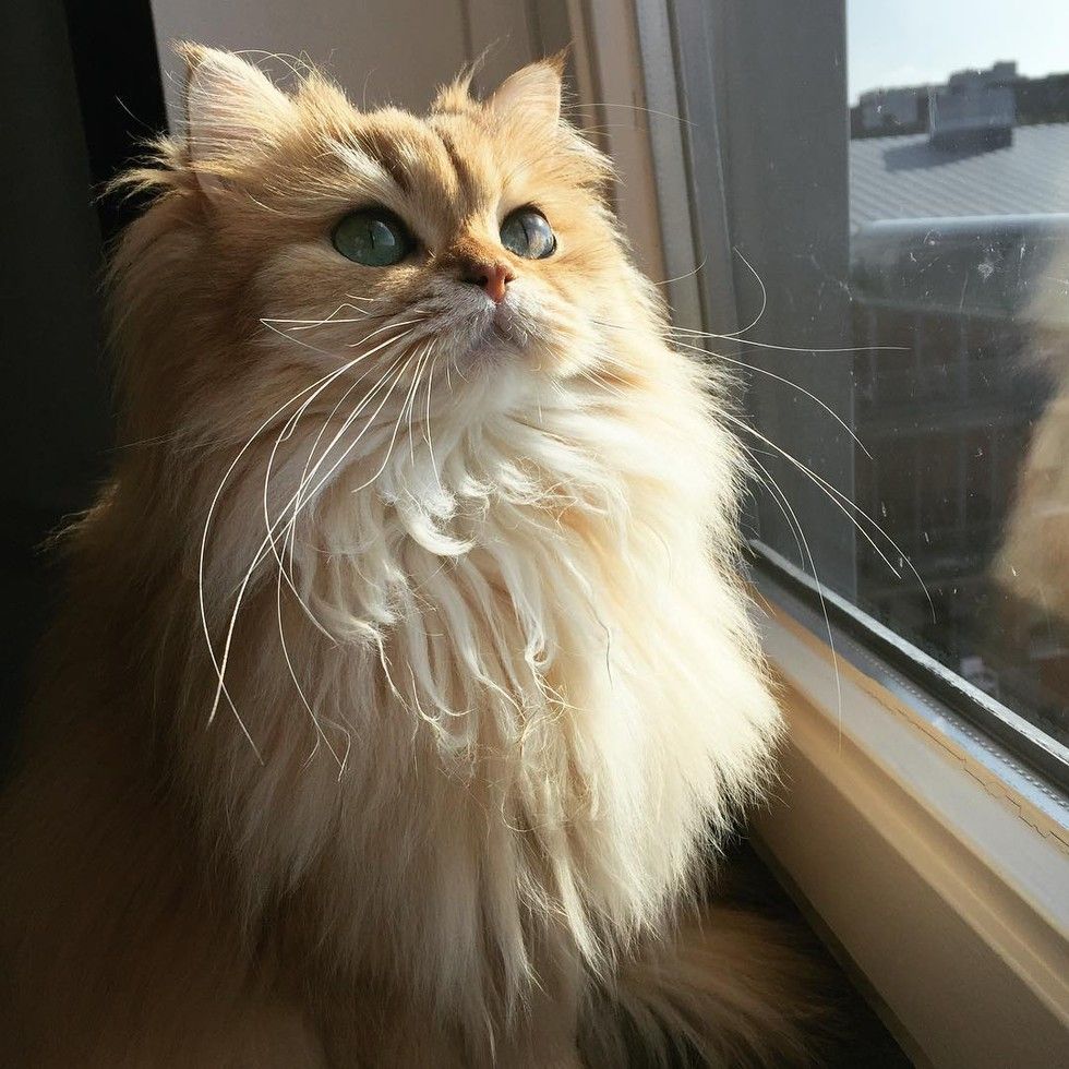 This Magnificently Fluffy Cat Looks Part Fox - Love Meow This Magnificently Fluffy Cat Looks Part Fox - Love Meow