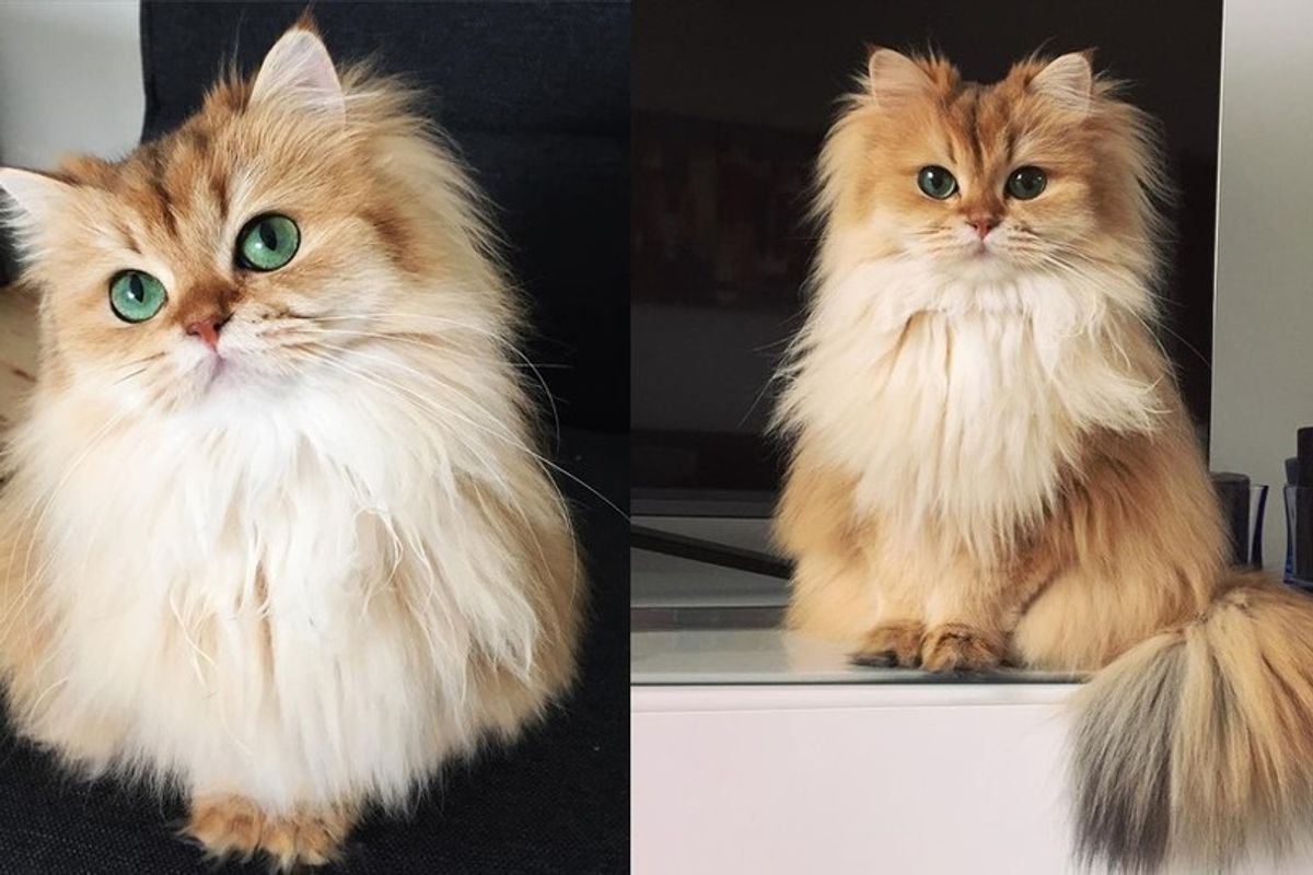 This Magnificently Fluffy Cat Looks Part Fox - Love Meow This Magnificently Fluffy Cat Looks Part Fox - Love Meow