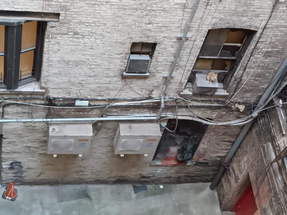 Cat Seen Sitting on Air Conditioner off the Side of a Building for Days ...