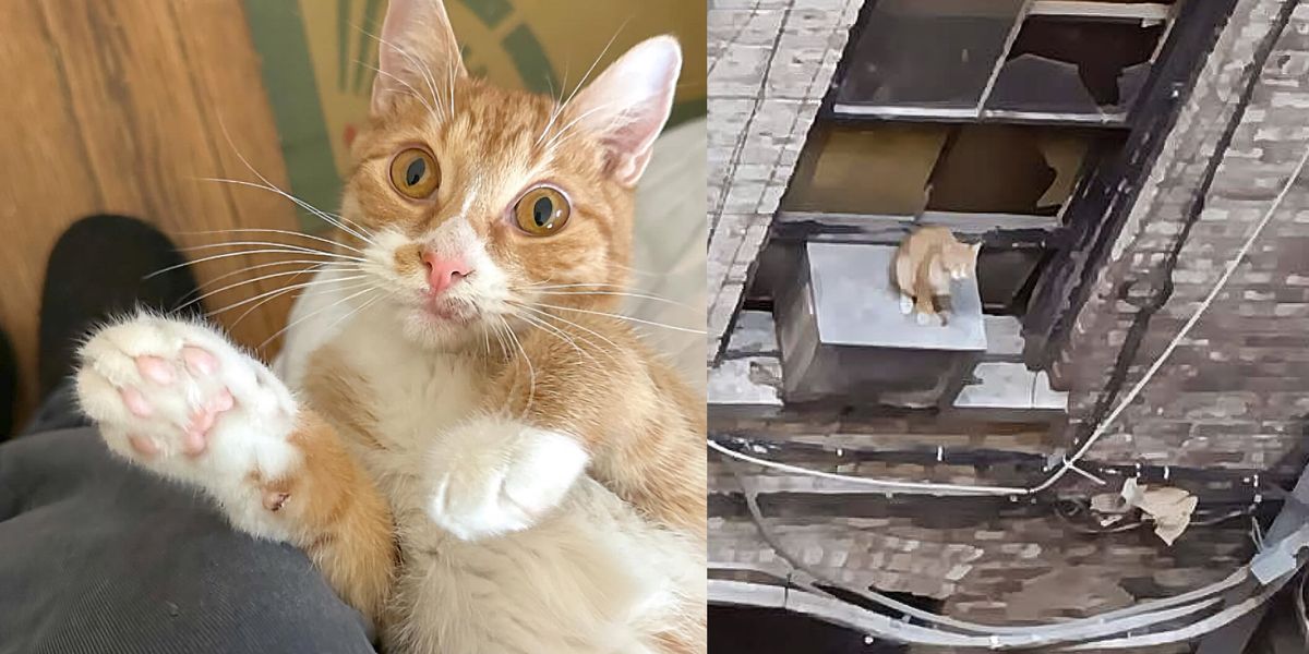 Cat Seen Sitting on Air Conditioner off the Side of a Building for Days ...
