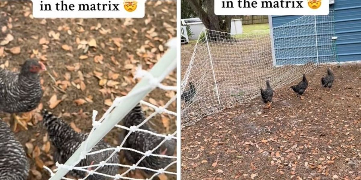 Chickens all freeze in place freaking out their owner - Upworthy