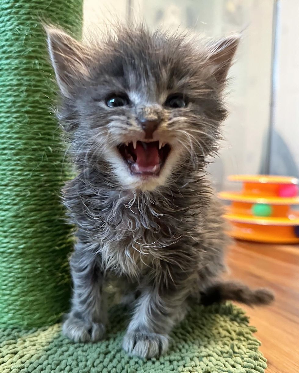 'Gremlin' Kittens Move Indoors for the First Time, Spending this Winter ...