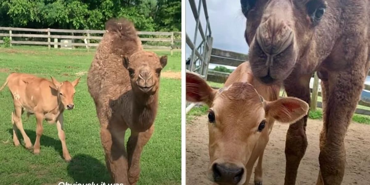 Lonely baby camel becomes best friends with a baby cow - Upworthy