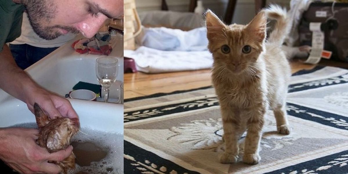 Man Saves Cat from Woods and Nurses Him Back to Health - Love Meow