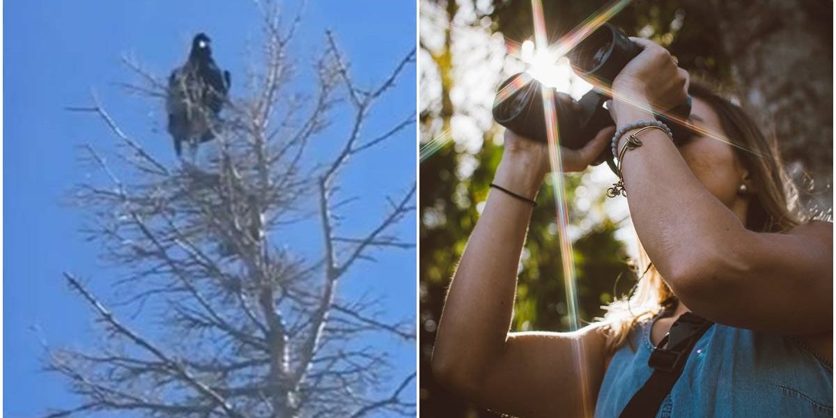 Woman films crow saying "hello" - Upworthy