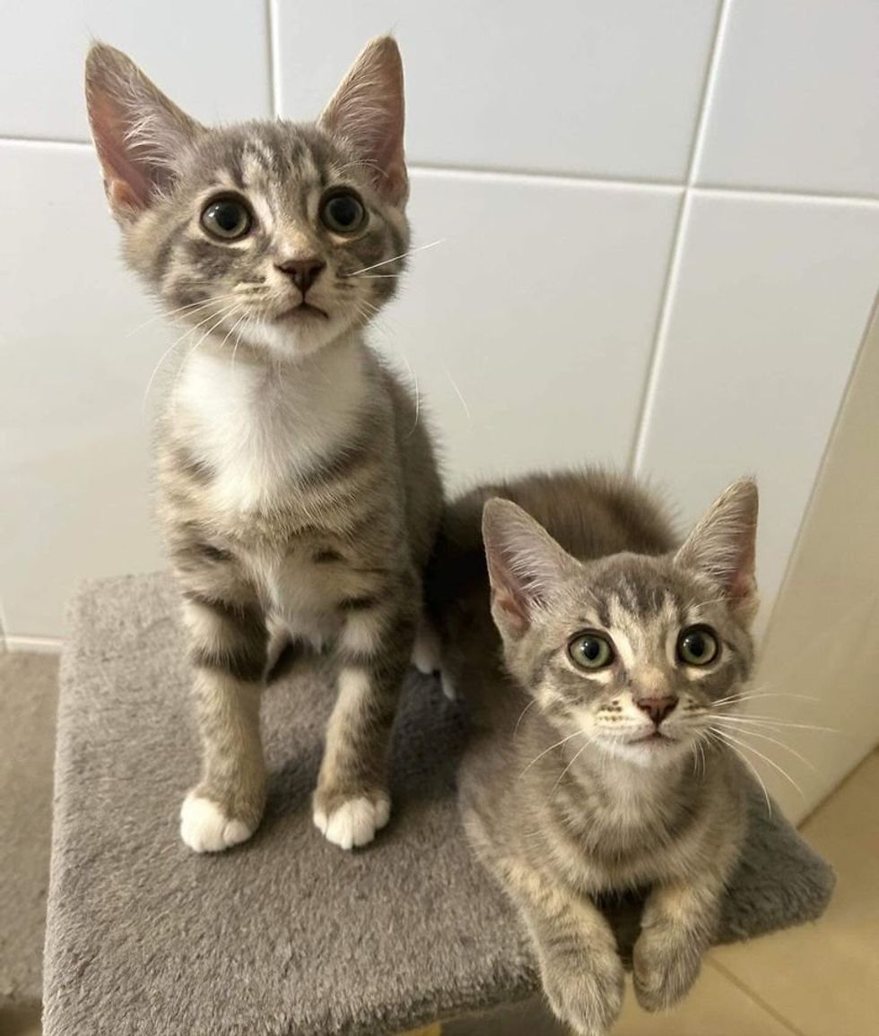 Cat 'Imprints' on the People who Took Her in on Her First Night After ...