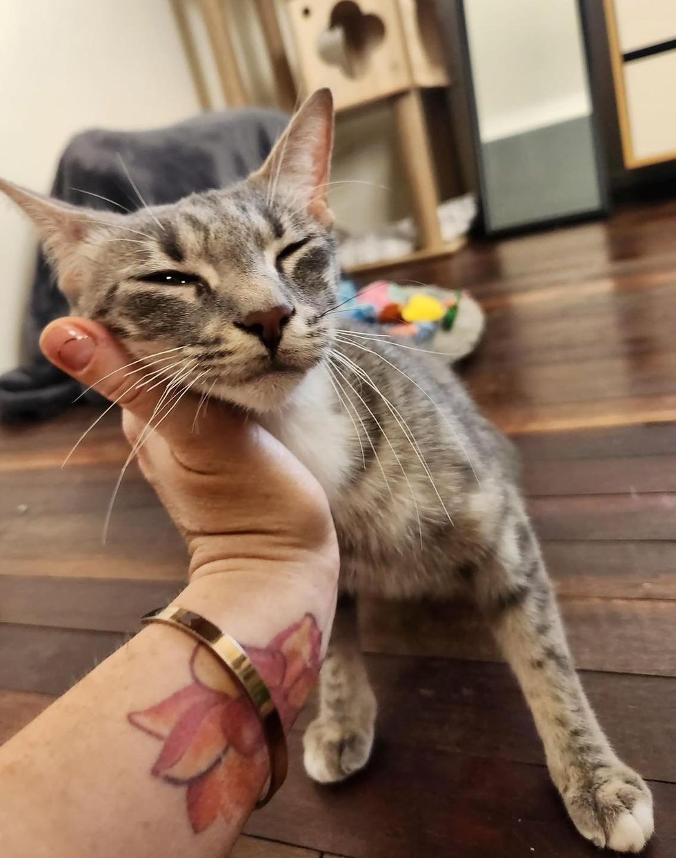 Cat 'Imprints' on the People who Took Her in on Her First Night After ...