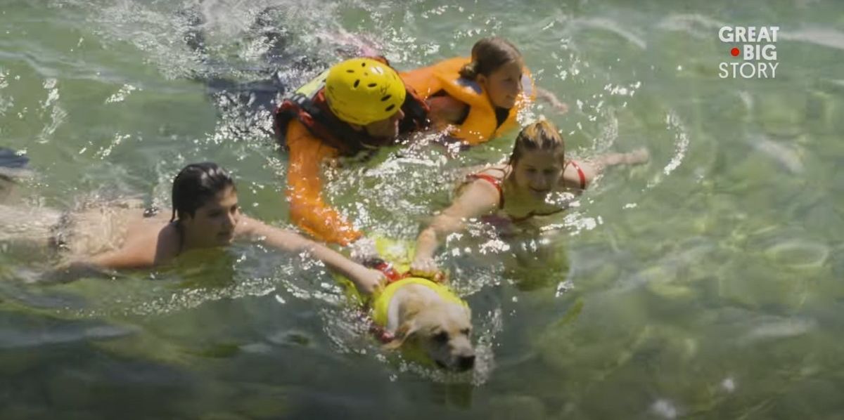 Italy's lifeguard dogs help with water rescues - Upworthy