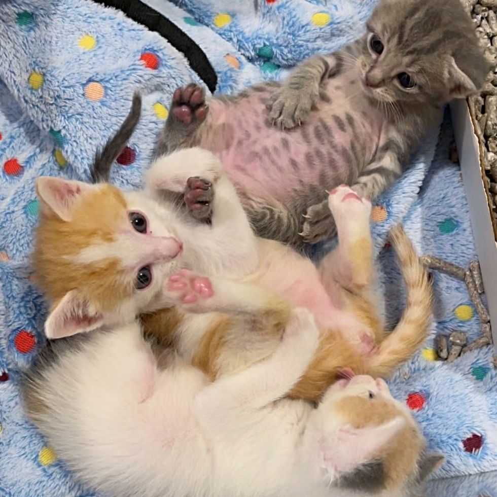 Three Kittens Made it Through Storm, After Nearly One Year of Waiting ...