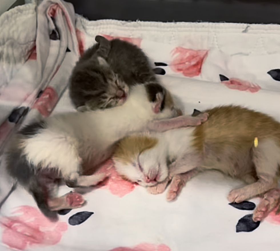 Three Kittens Made it Through Storm, After Nearly One Year of Waiting ...