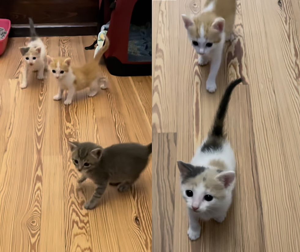 Three Kittens Made it Through Storm, After Nearly One Year of Waiting ...
