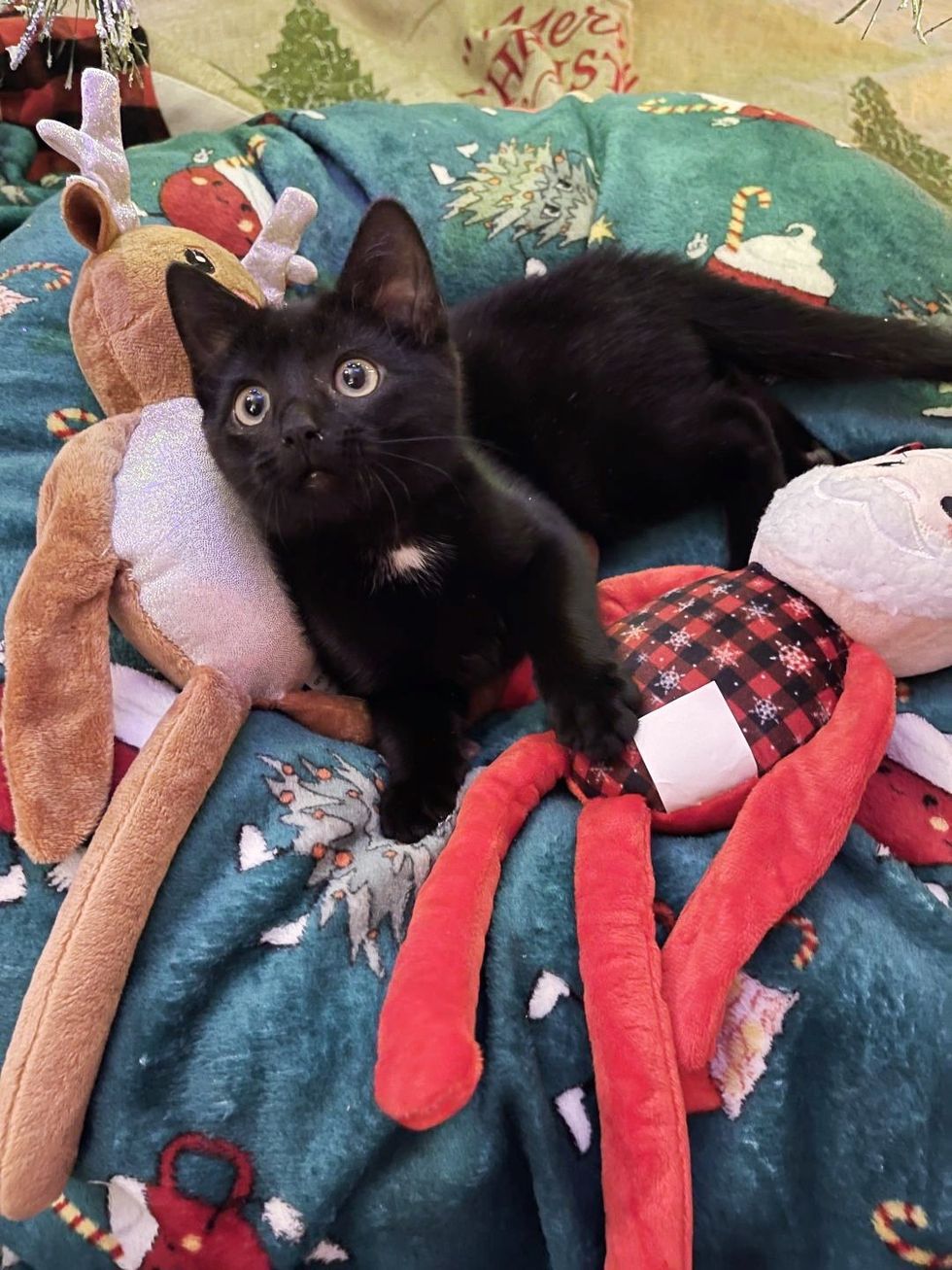Cranberry the Kitten from Living on the Street to Now Napping on a Warm ...