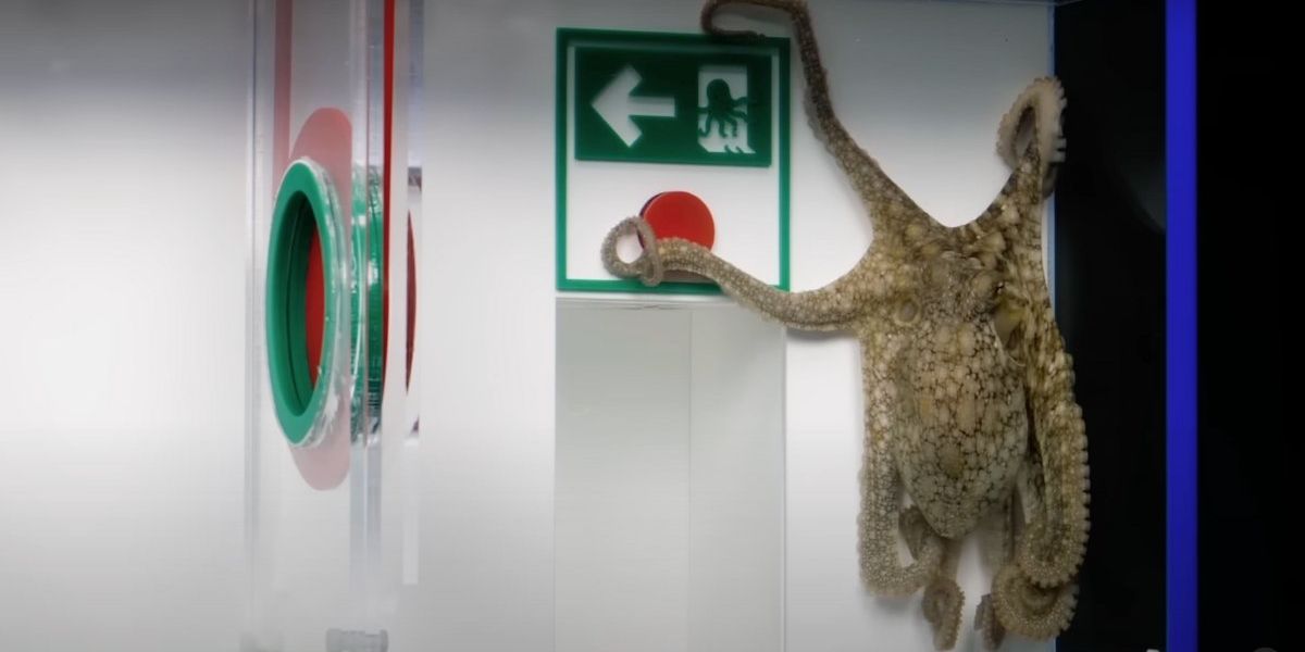 Watch octopus complete an underwater obstacle course - Upworthy