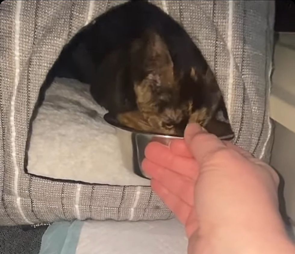 Kitten Hides in Rocks, but Rescuers Keep Trying, Even Amidst Snowstorm ...