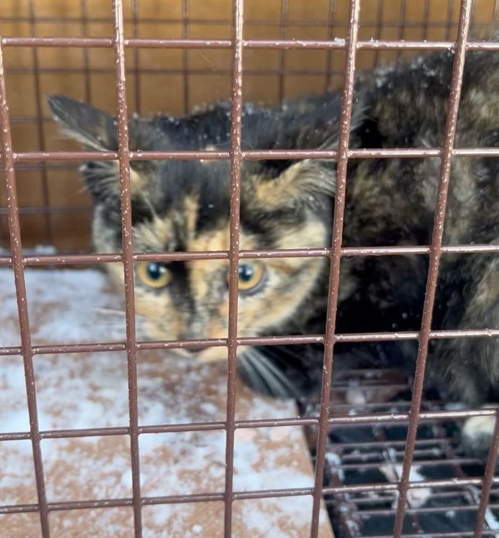 Kitten Hides in Rocks, but Rescuers Keep Trying, Even Amidst Snowstorm ...