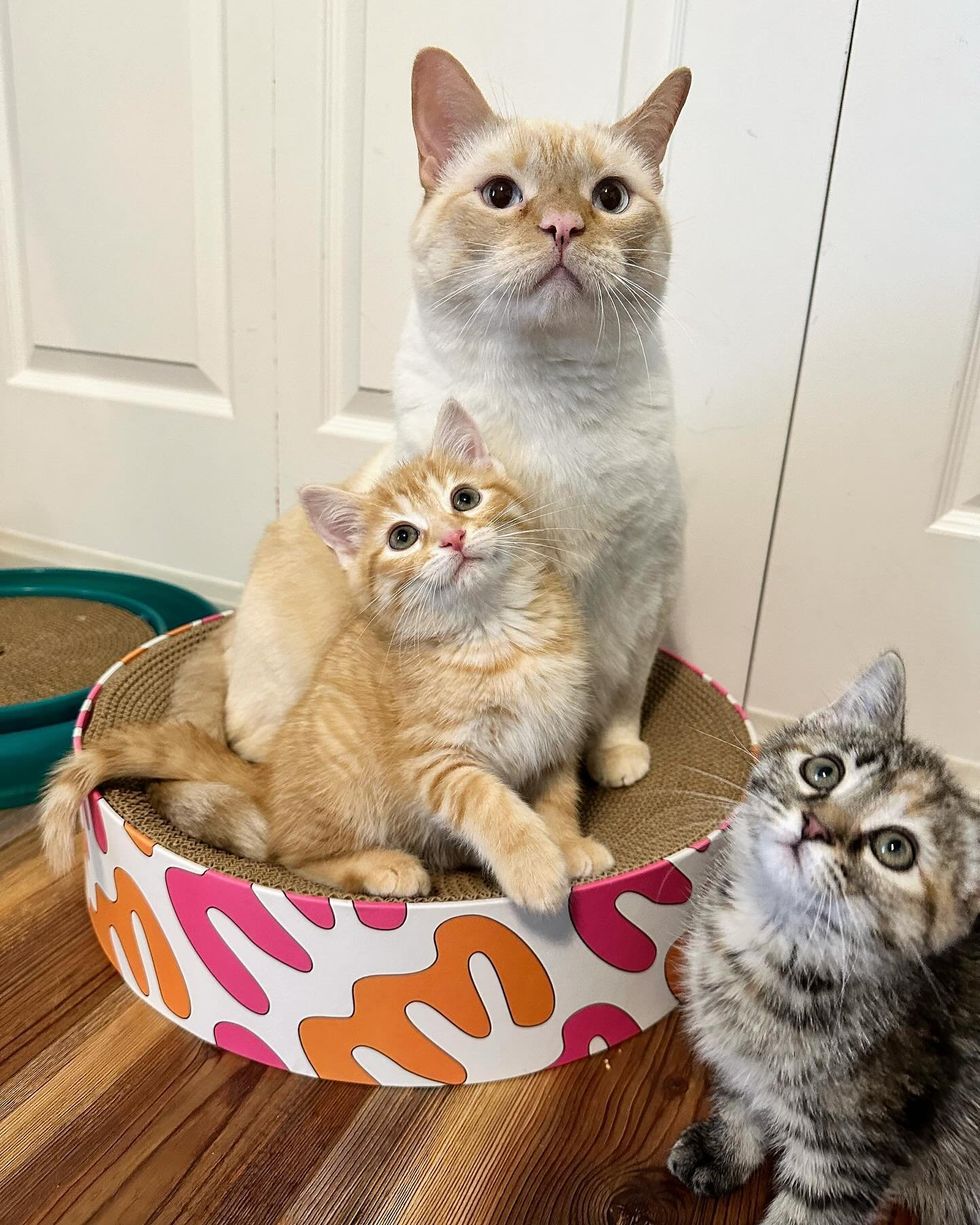 Three Kittens Immediately Take to House Cats and Demand Their Attention ...