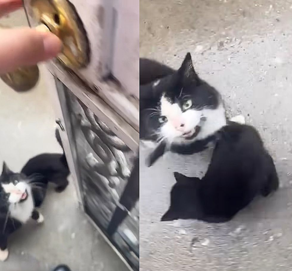 Cat Stood Outside Kind Neighbor's Door with a Feline Buddy so Both ...