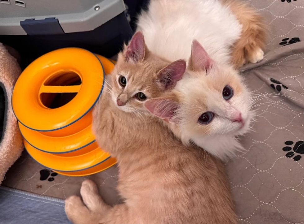 Kittens Walk into Comfy Home for the First Time, Turn into Nonstop ...