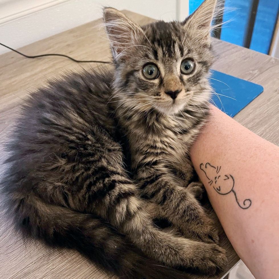 Warehouse Cat Finds Her Way into Kind Person's Home and Decides She isn ...