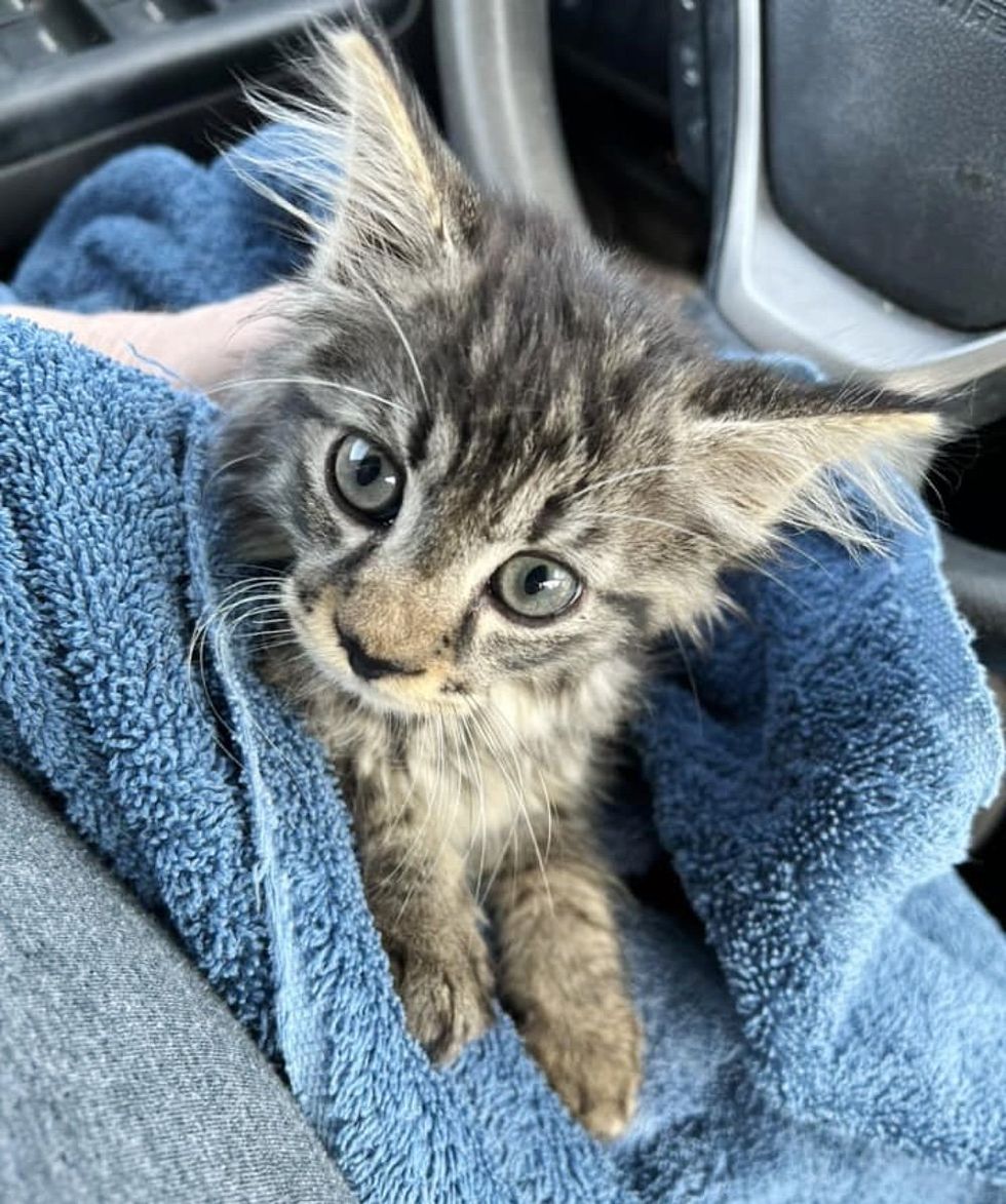 Warehouse Cat Finds Her Way into Kind Person's Home and Decides She isn ...