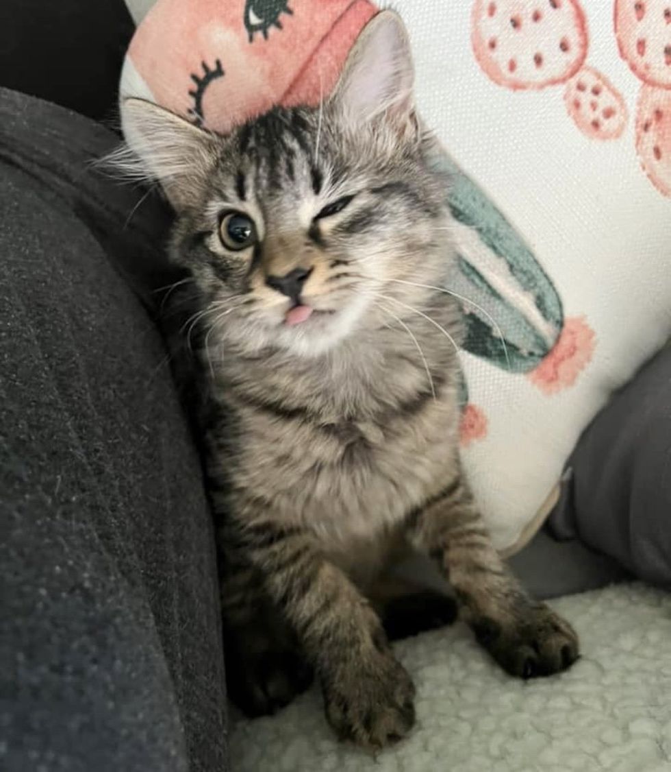 Warehouse Cat Finds Her Way into Kind Person's Home and Decides She isn ...