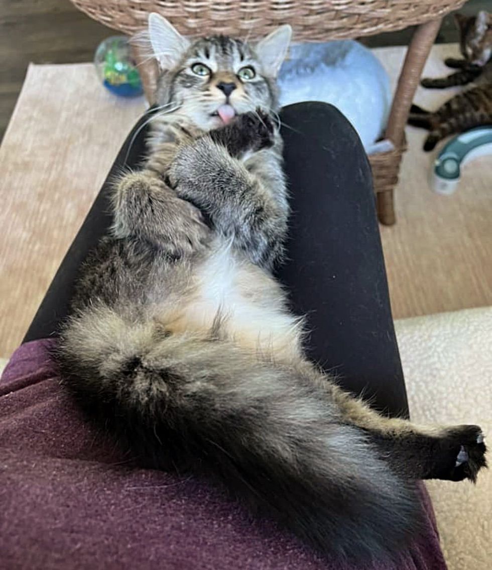 Warehouse Cat Finds Her Way into Kind Person's Home and Decides She isn ...